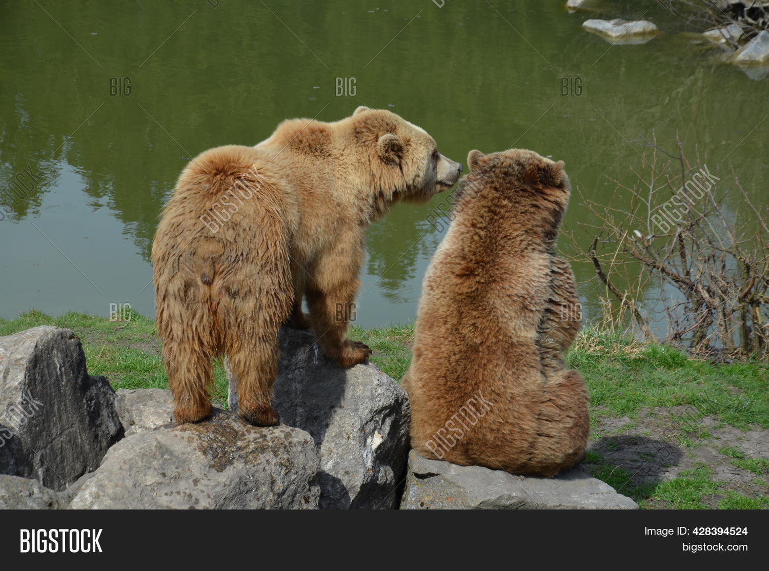 Grizzly Bears Nature, Image & Photo (Free Trial) | Bigstock