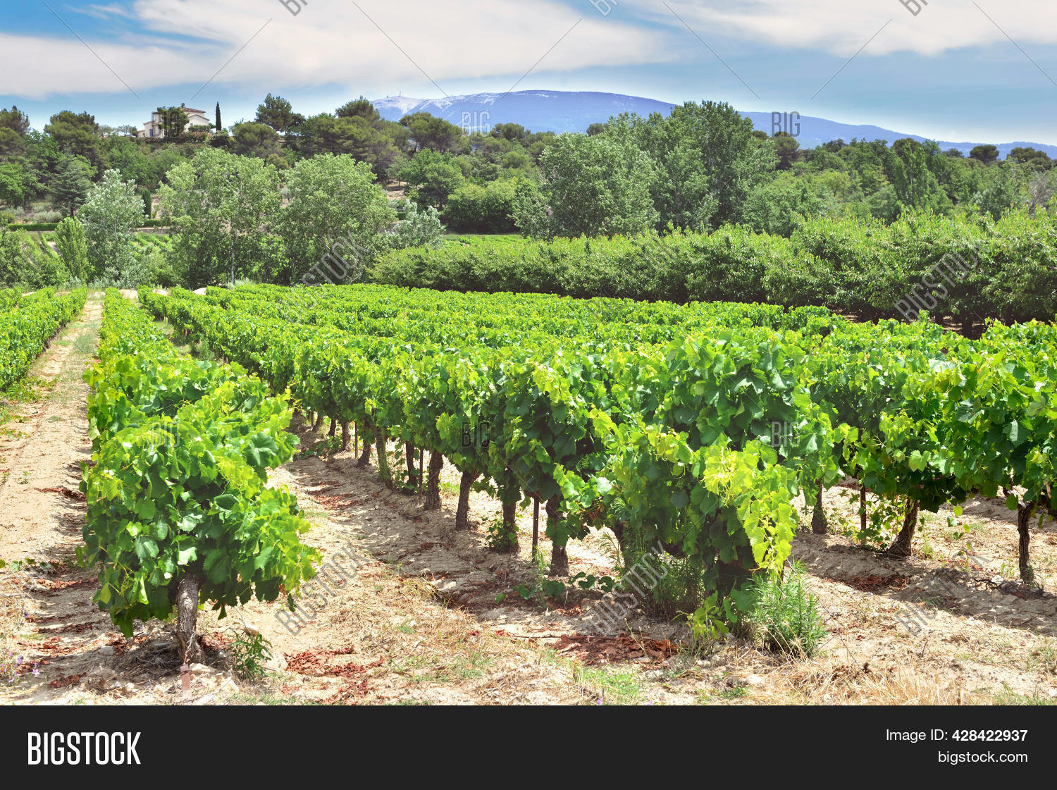 Field Grape Vine Image & Photo (Free Trial) | Bigstock