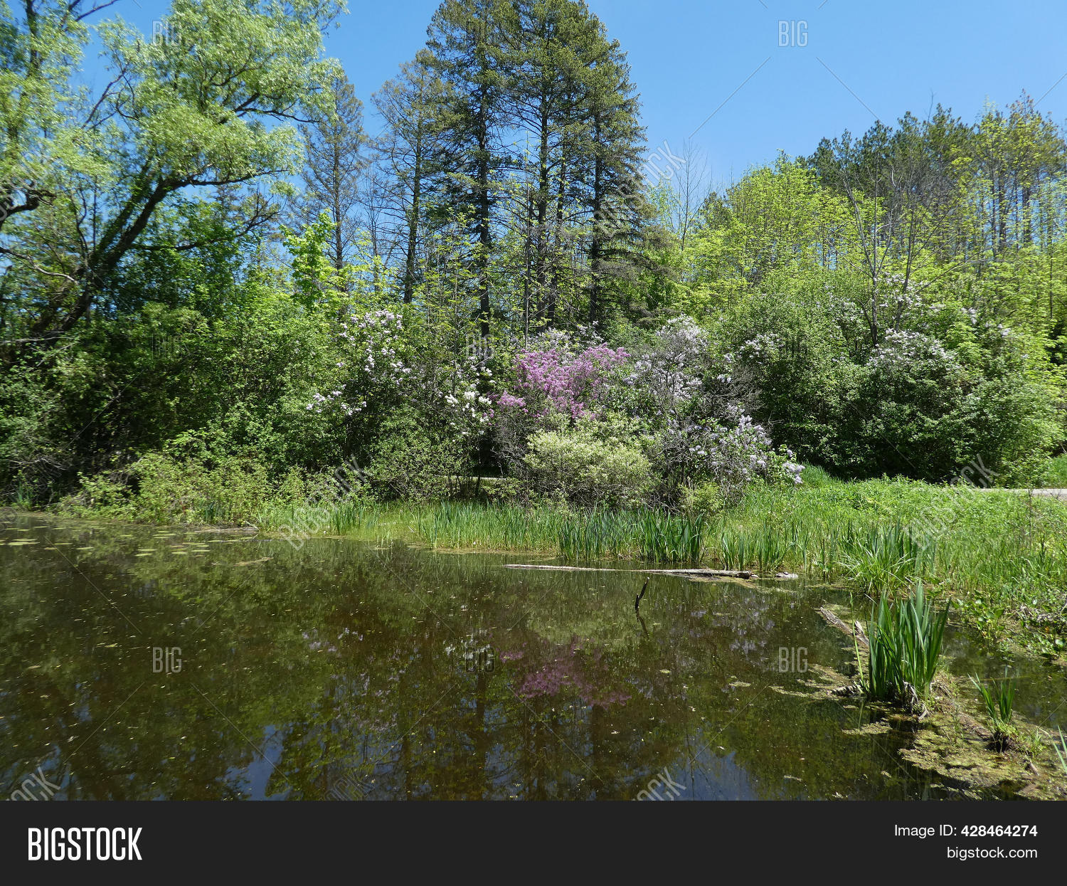 Summer Landscape Pond Image & Photo (Free Trial) | Bigstock