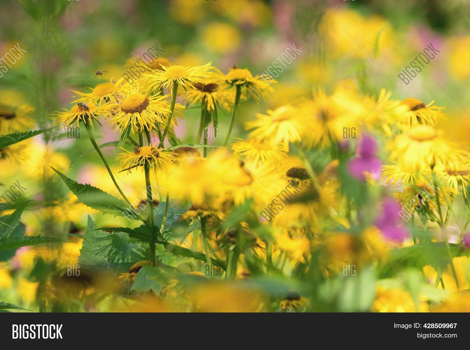 Beautiful Summer Image & Photo (Free Trial) | Bigstock