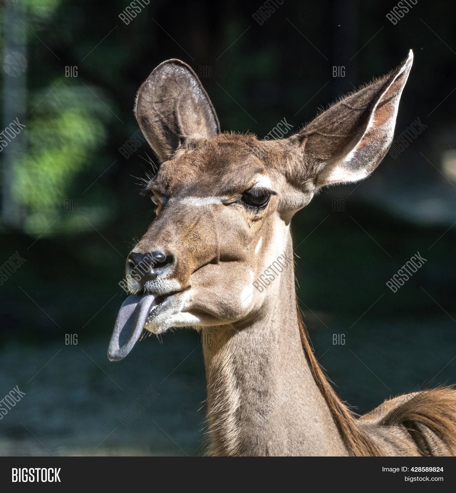 Common Eland Sticking Image & Photo (Free Trial) | Bigstock