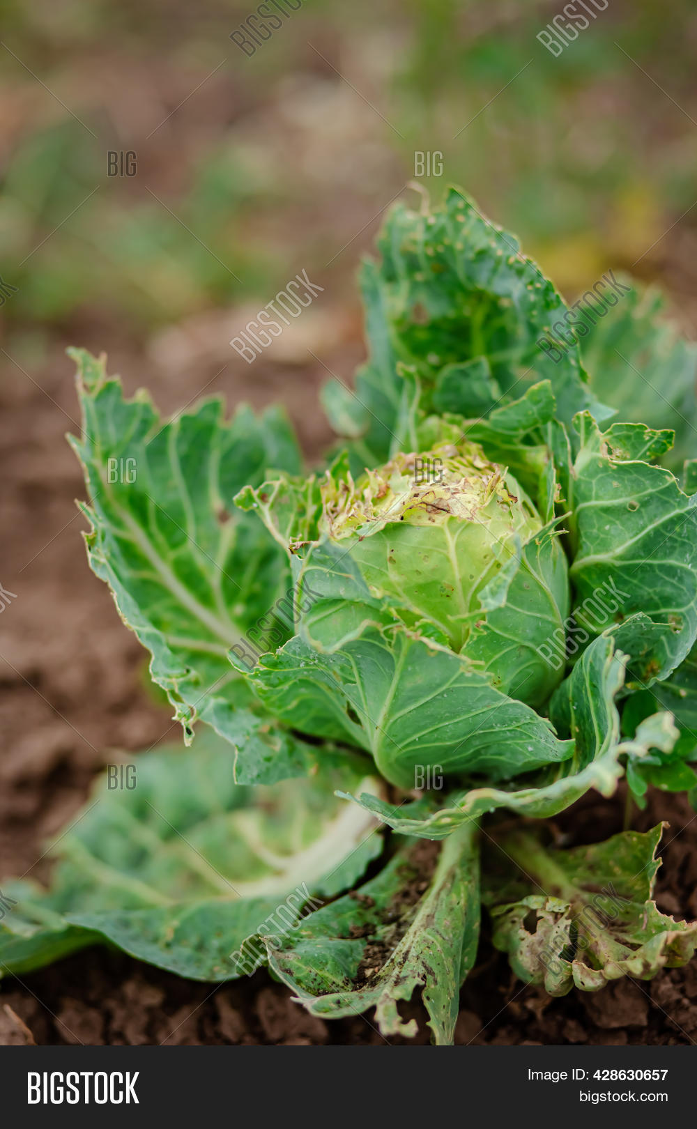 Close- Cabbage Damaged Image & Photo (Free Trial) | Bigstock