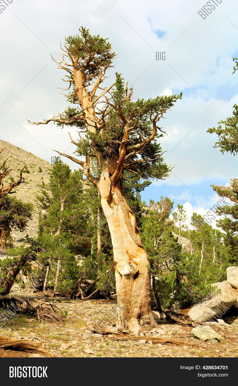Windswept Bristlecone Image & Photo (Free Trial) | Bigstock
