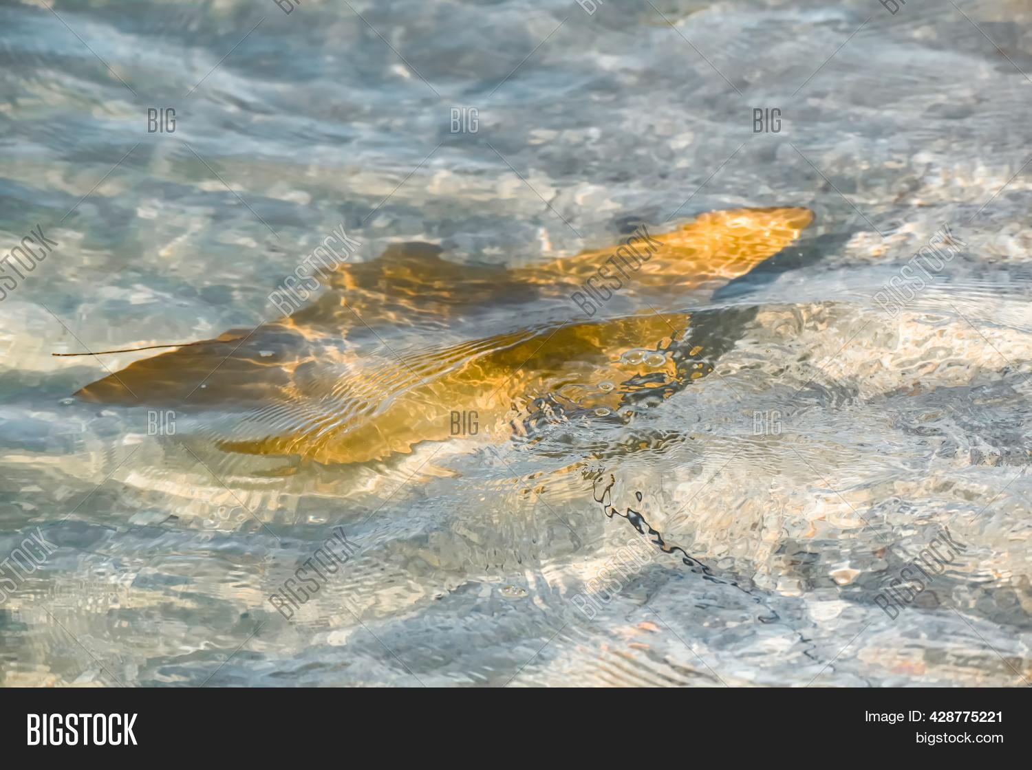 Cownose Rays Swimming Image & Photo (Free Trial) | Bigstock