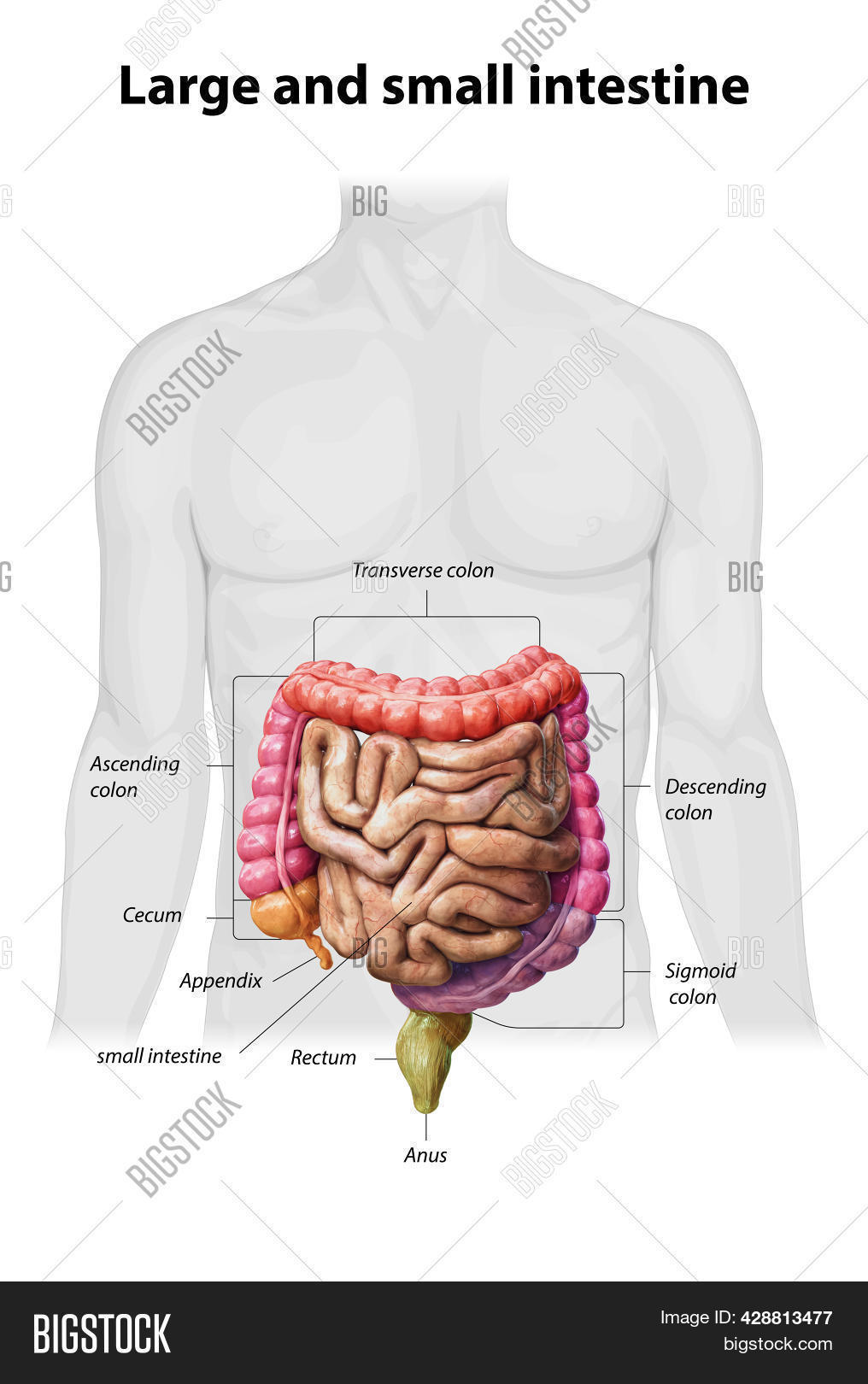 Large Small Intestine Image & Photo (Free Trial) | Bigstock