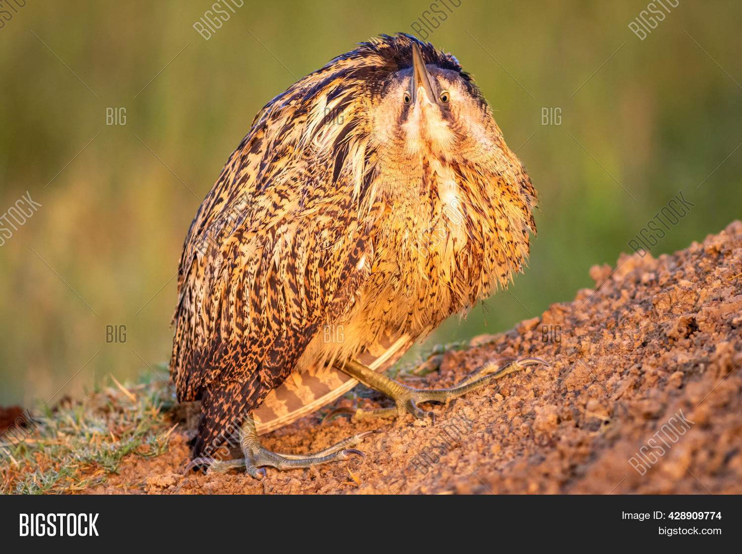 Eurasian Bittern Great Image & Photo (Free Trial) | Bigstock