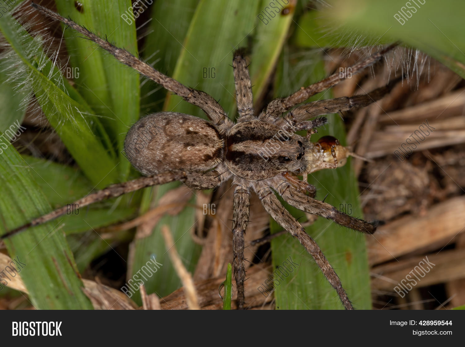Adult Wolf Spider Image & Photo (Free Trial) | Bigstock