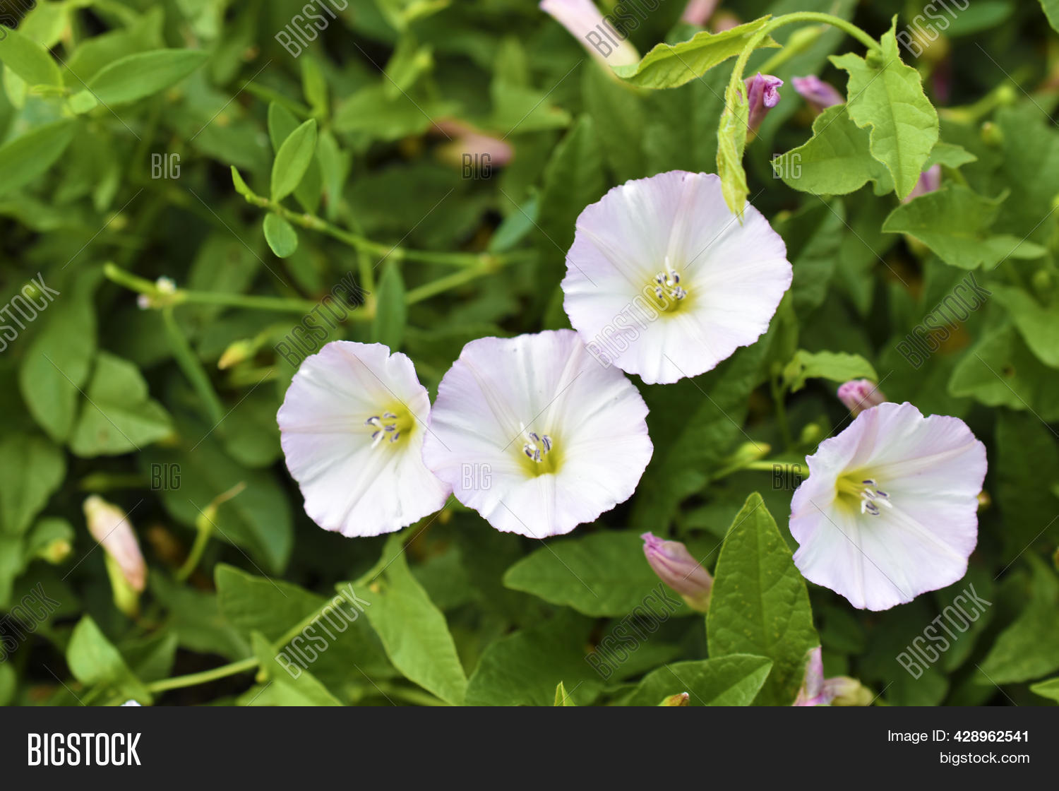 White Flowers Bindweed Image & Photo (Free Trial) | Bigstock