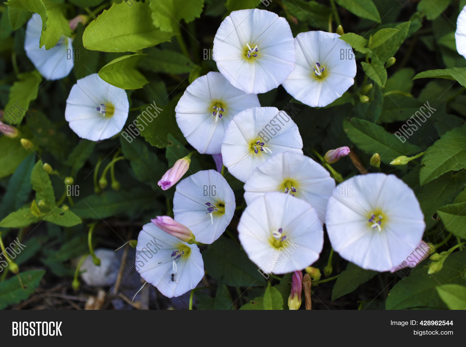 White Flowers Bindweed Image & Photo (Free Trial) | Bigstock