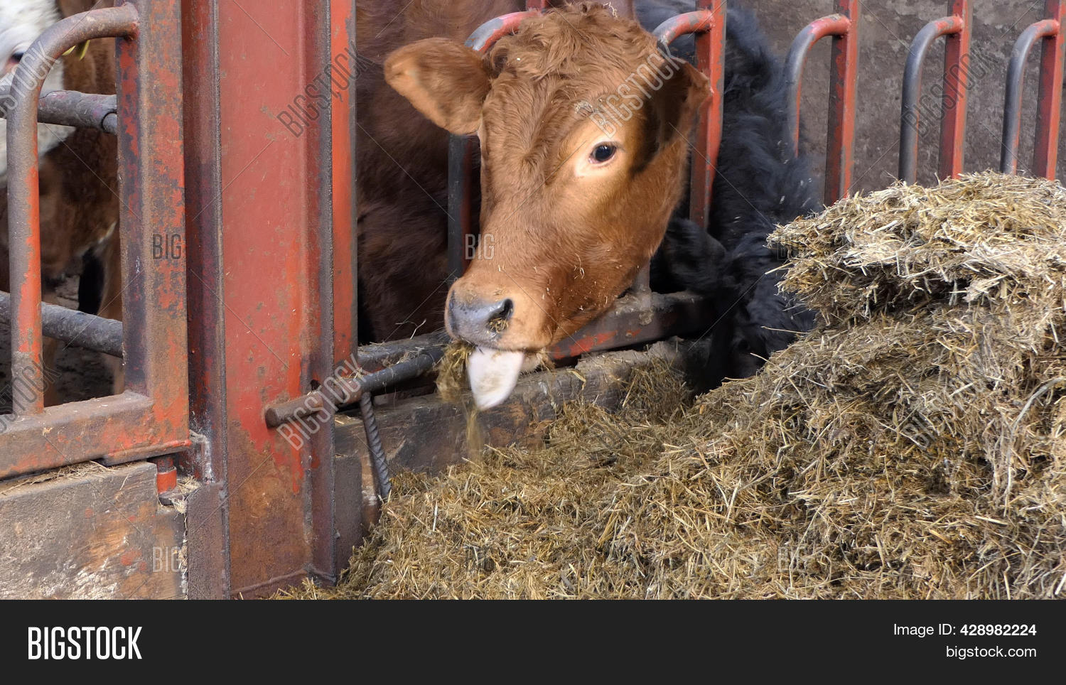 Cow Long Tongue Eating Image & Photo (Free Trial) | Bigstock