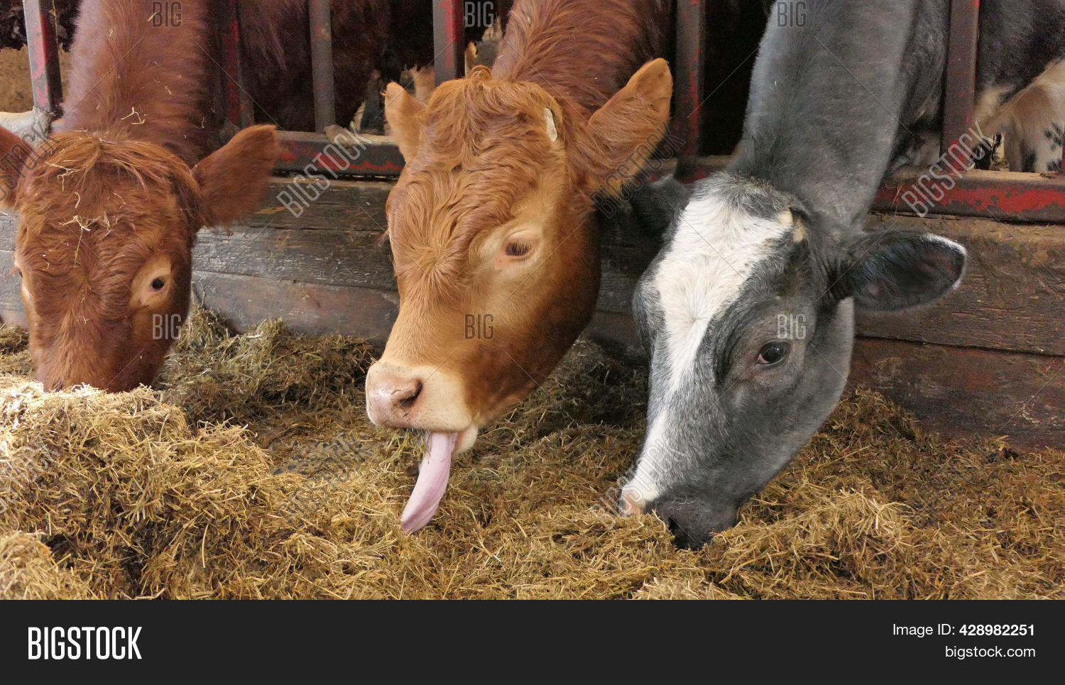 Cow Long Tongue Eating Image & Photo (Free Trial) | Bigstock