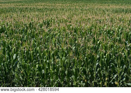 Fields Sown Corn. Lots Image & Photo (Free Trial) | Bigstock