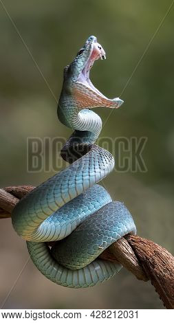 Hungry Blue Velvet Image & Photo (Free Trial) | Bigstock