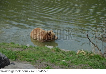 Grizzly Bears Nature, Image & Photo (Free Trial) | Bigstock