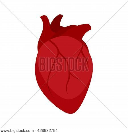 Muscle Human Heart Vector & Photo (Free Trial) | Bigstock