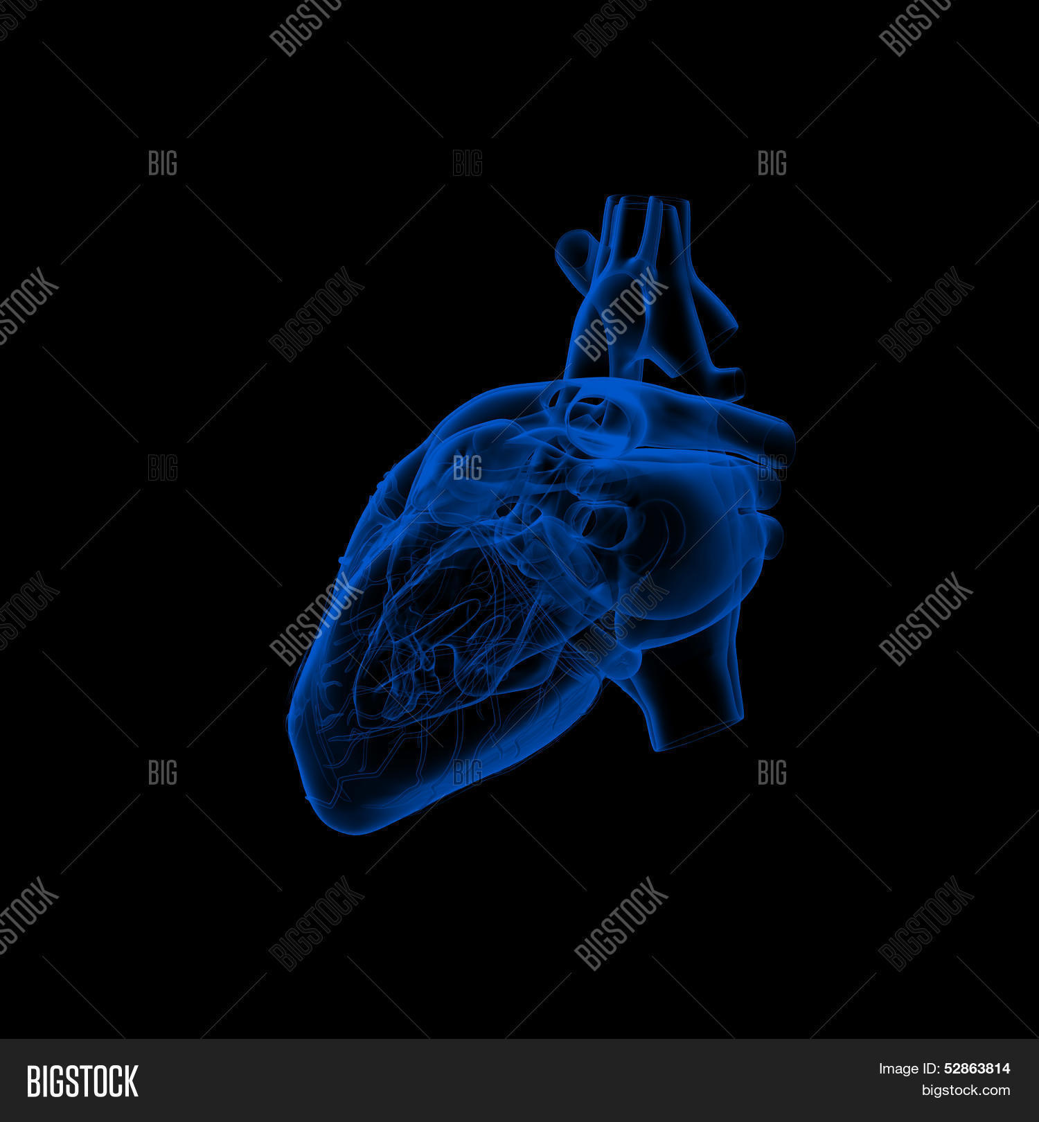 Human Heart - Anatomy Image & Photo (Free Trial) | Bigstock