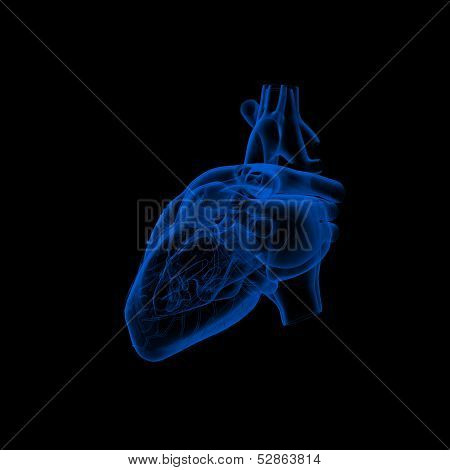 Human Heart - Anatomy Image & Photo (Free Trial) | Bigstock