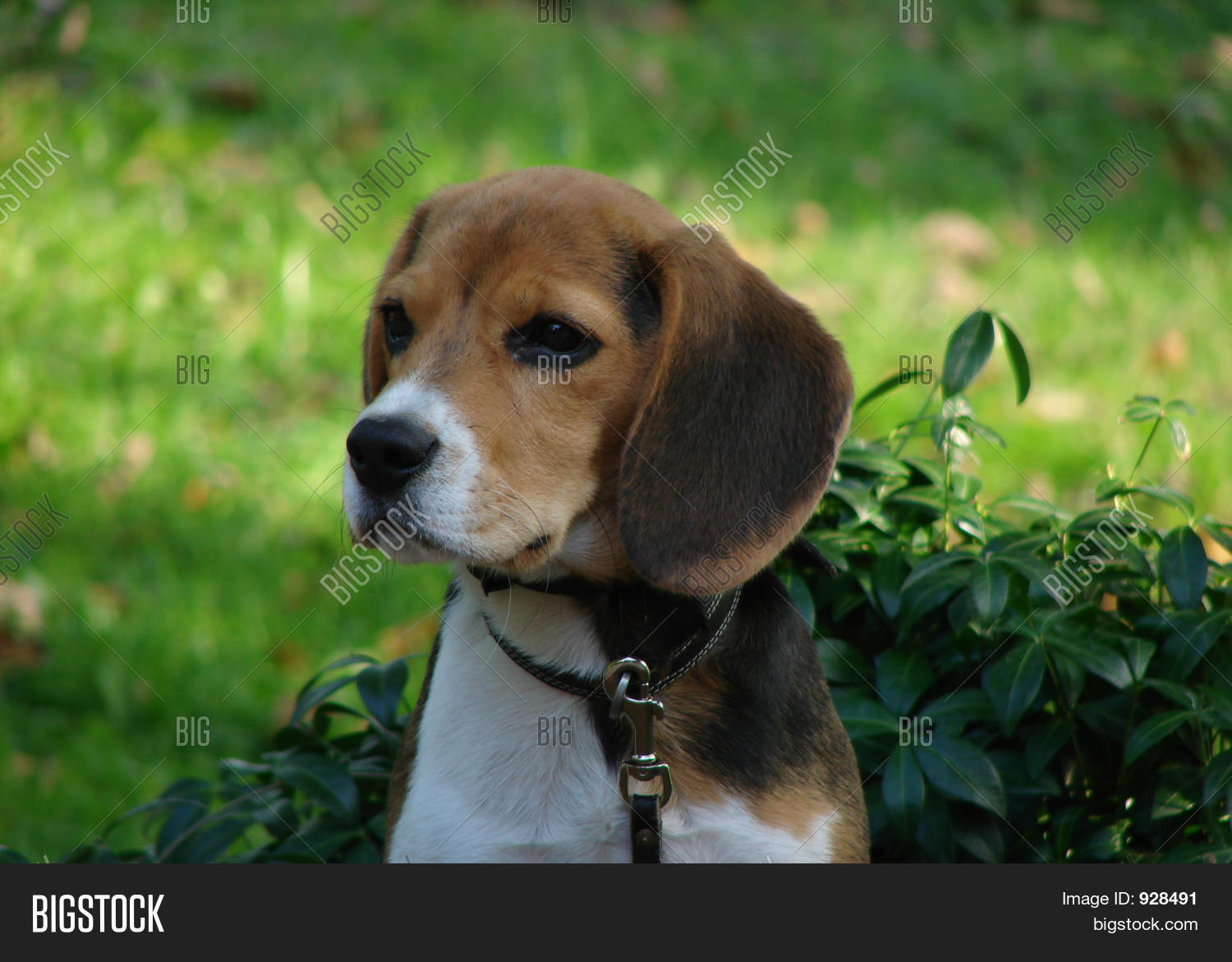 Bigle Image & Photo (Free Trial) | Bigstock