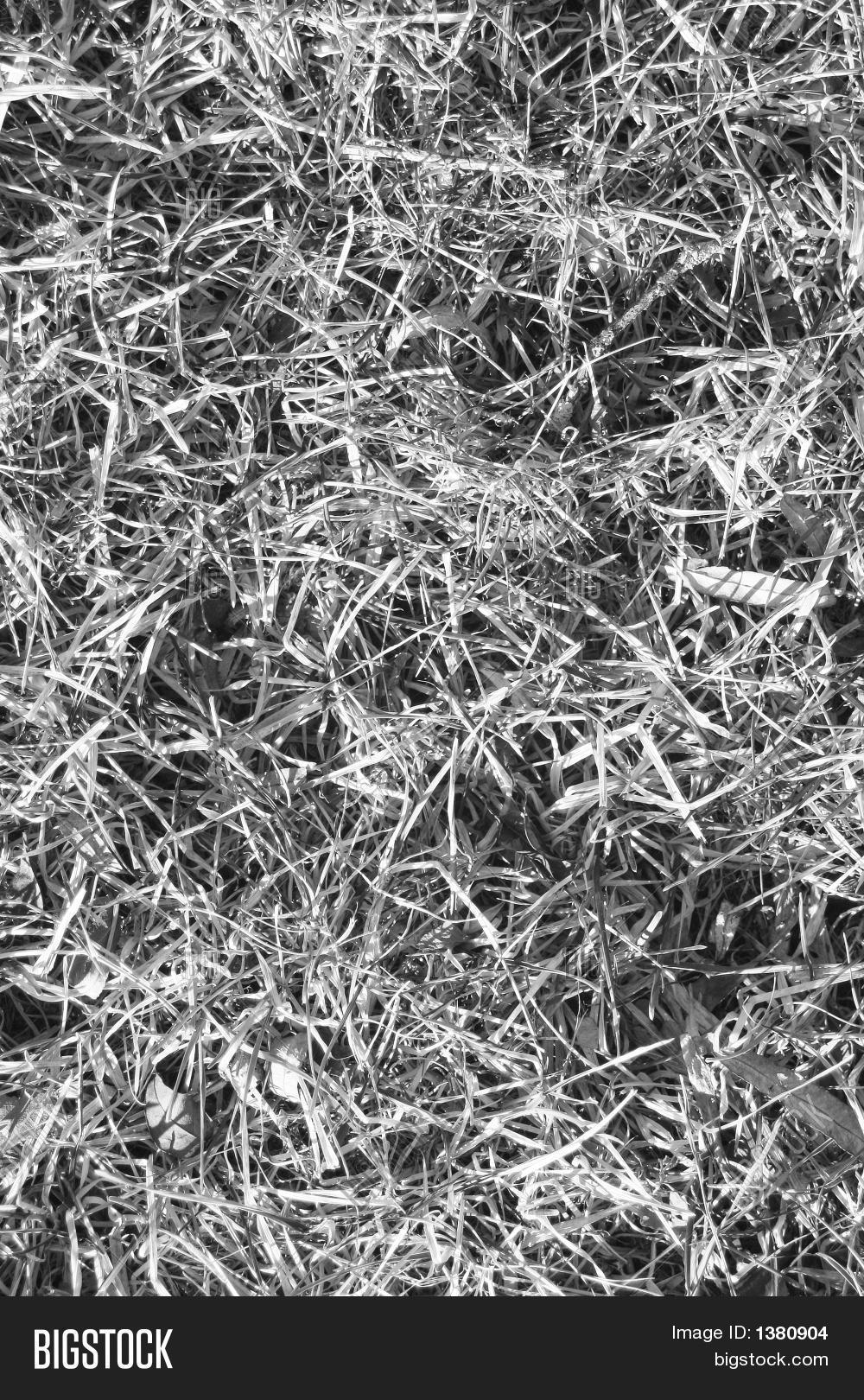 Grass Texture Image & Photo (Free Trial) | Bigstock