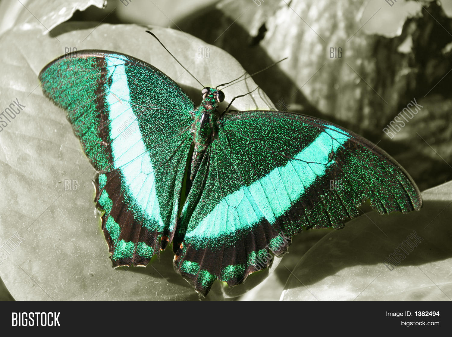 Pretty Turquoise Green Image & Photo (Free Trial) | Bigstock