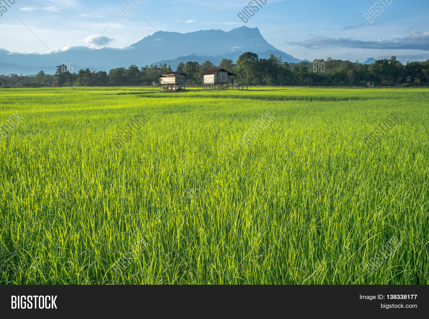 Paddy Village Rice Image & Photo (Free Trial) | Bigstock