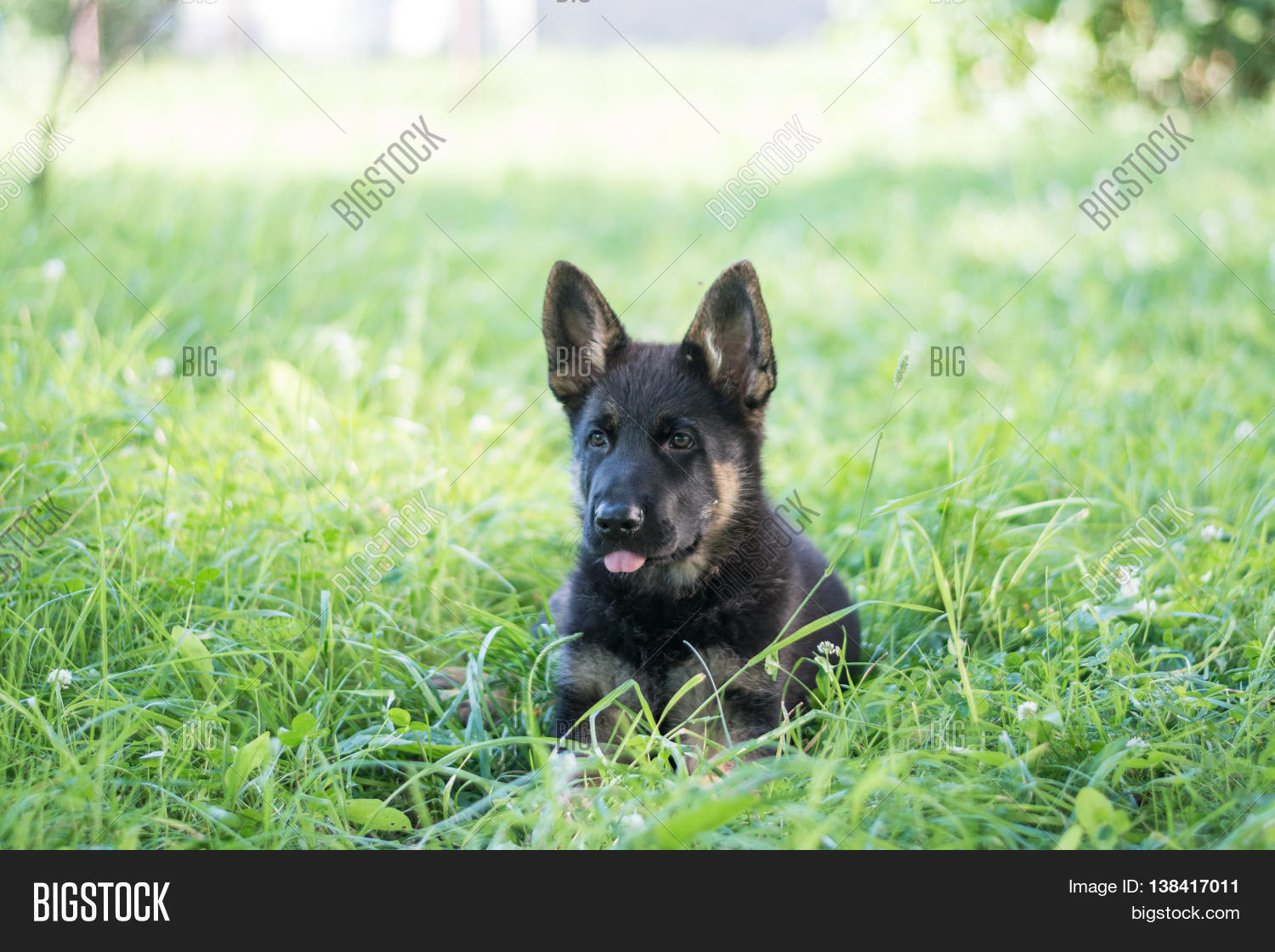Cute German Shepherd Image & Photo (Free Trial) | Bigstock