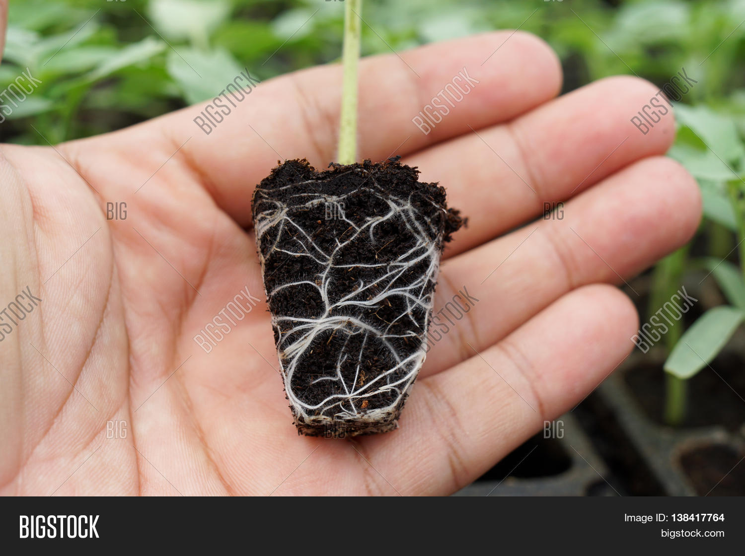 Close Seedling Root Image & Photo (Free Trial) | Bigstock