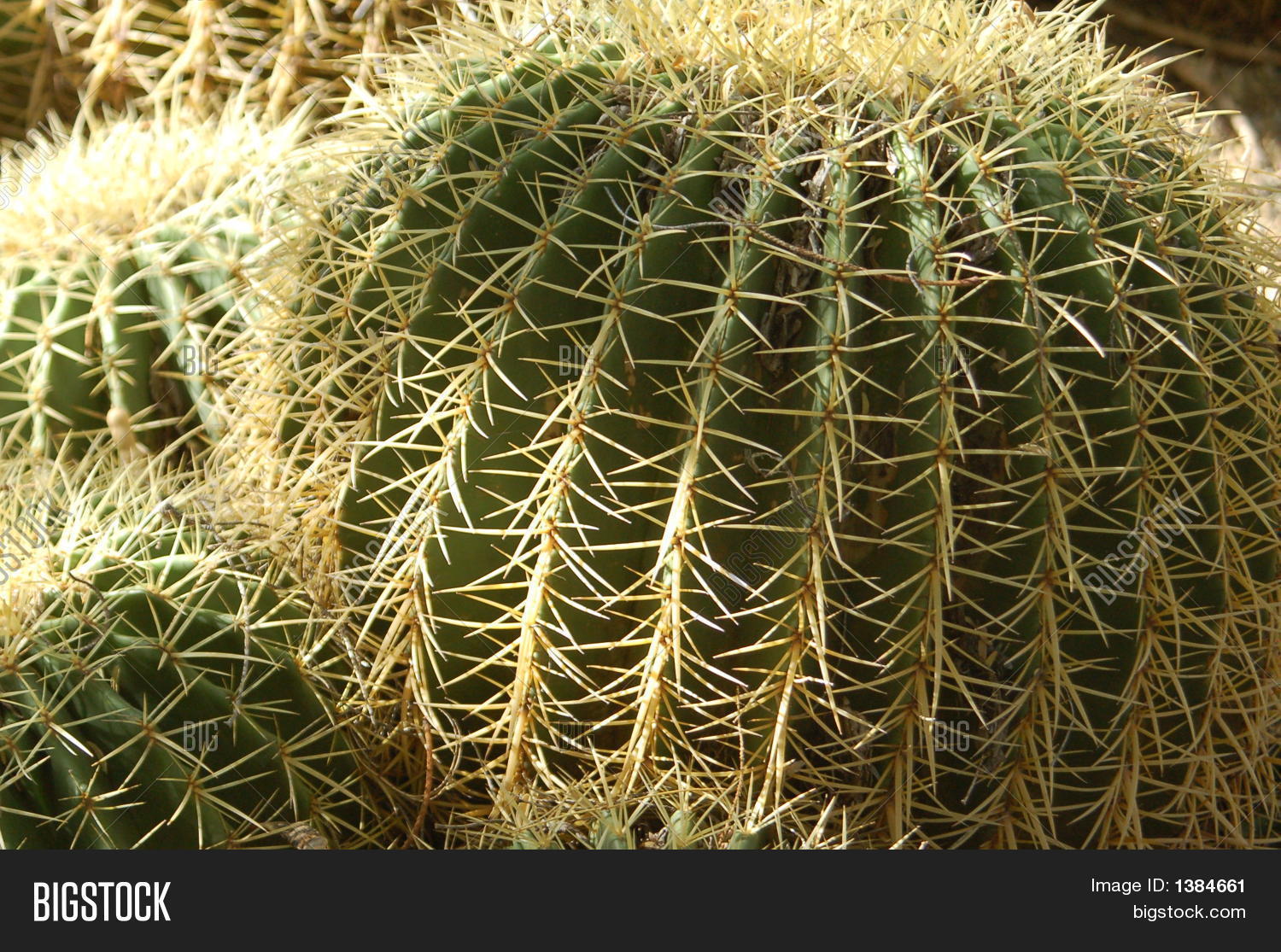 Round Ball Cactus Image & Photo (Free Trial) | Bigstock
