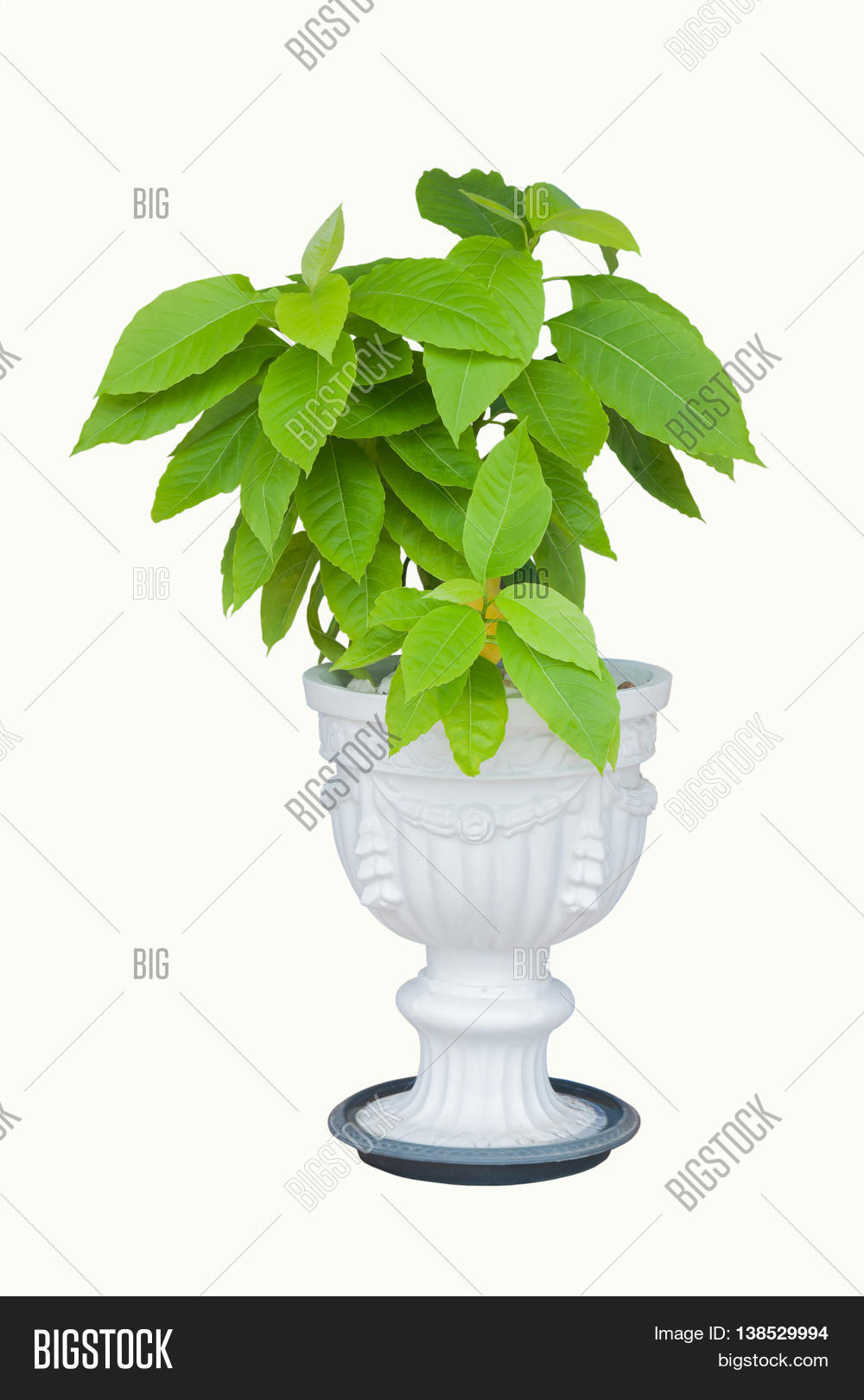 Lettuce Tree Pisonia Image & Photo (Free Trial) | Bigstock