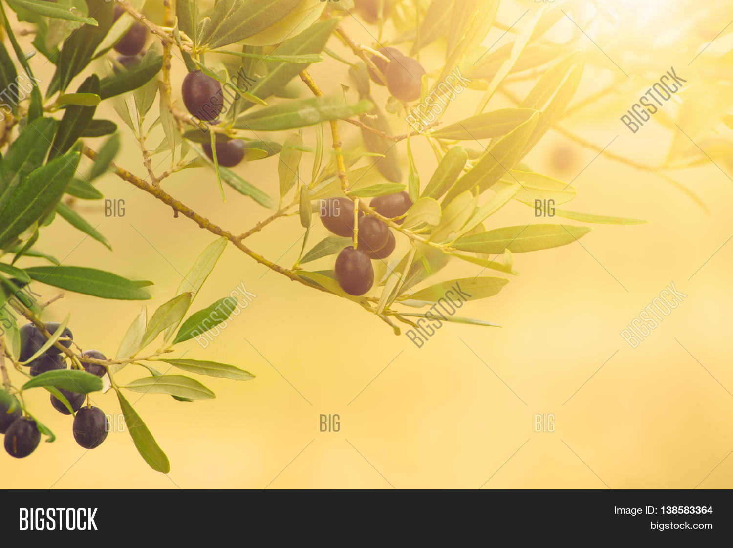 Branch Olive Tree Image & Photo (Free Trial) | Bigstock