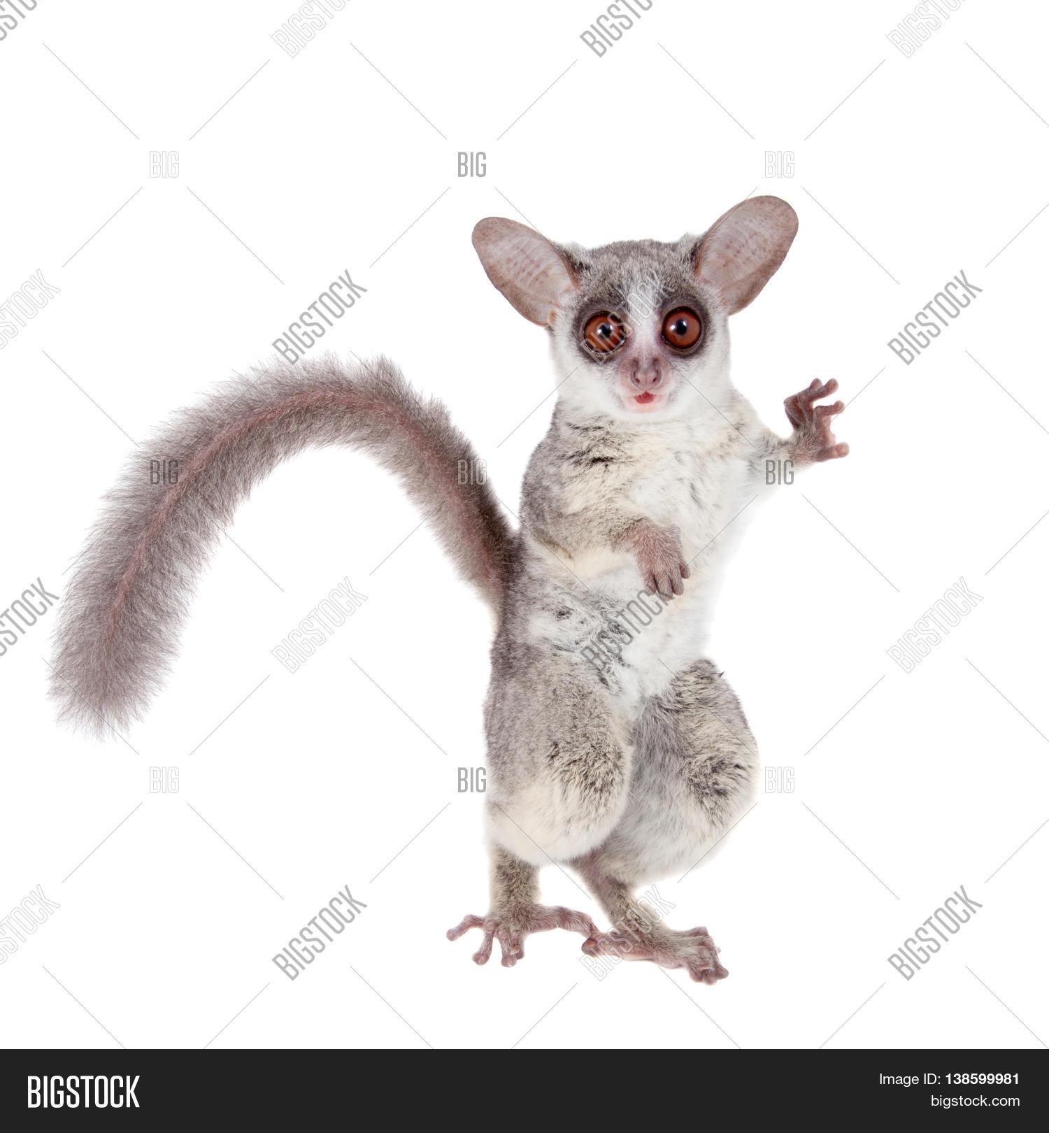 Senegal Bushbaby, Image & Photo (Free Trial) | Bigstock