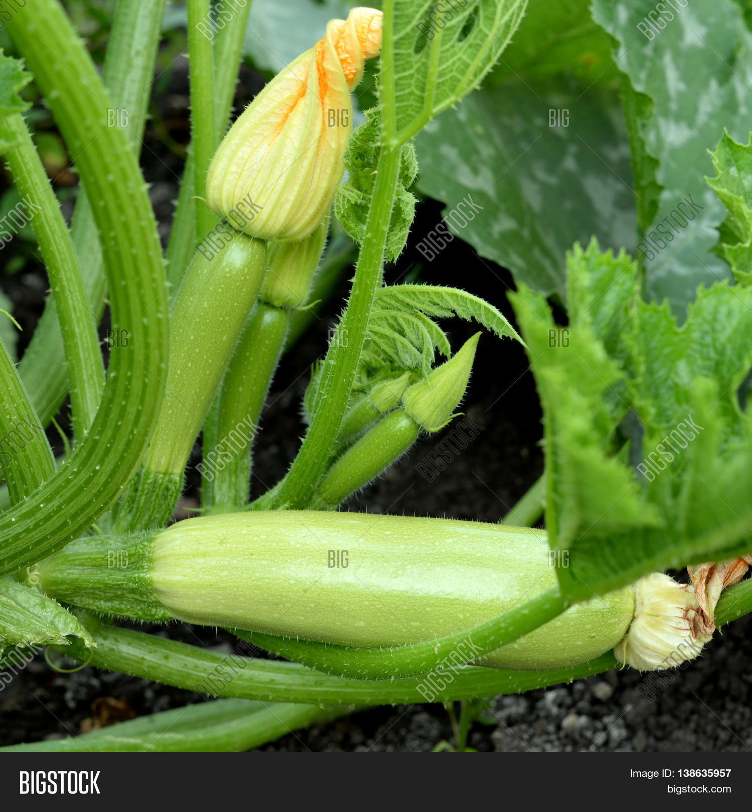 Organic Zucchini Plants For Sale at Mae Kimbrell blog