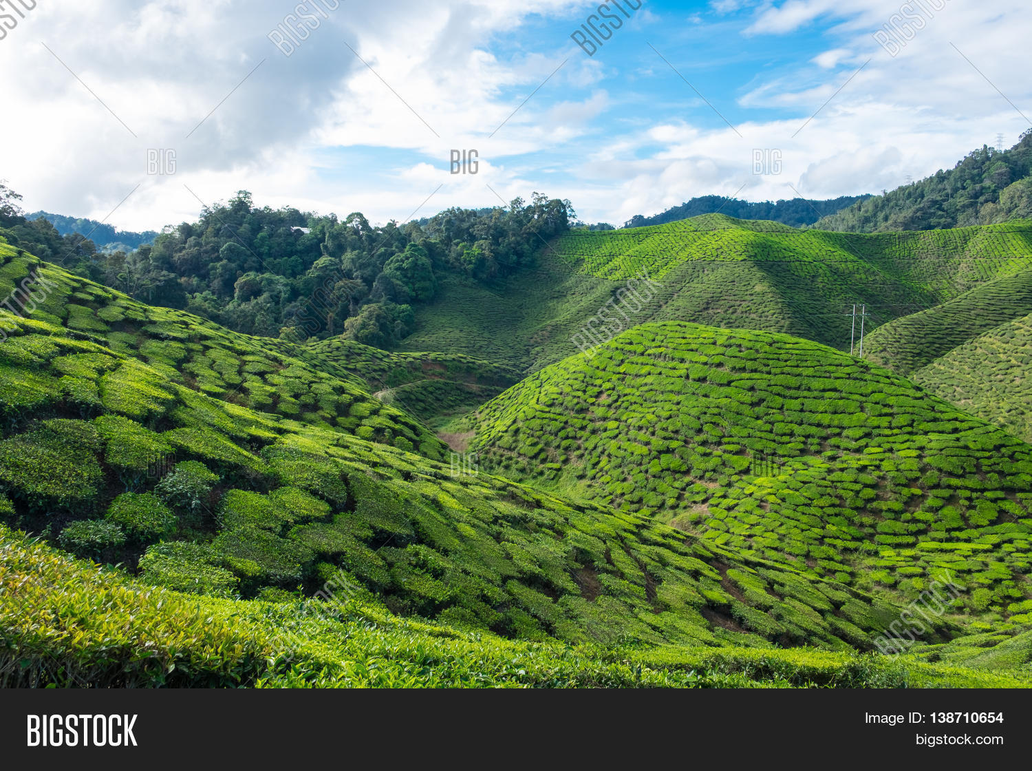 Green Mountain Tea Image & Photo (Free Trial) | Bigstock