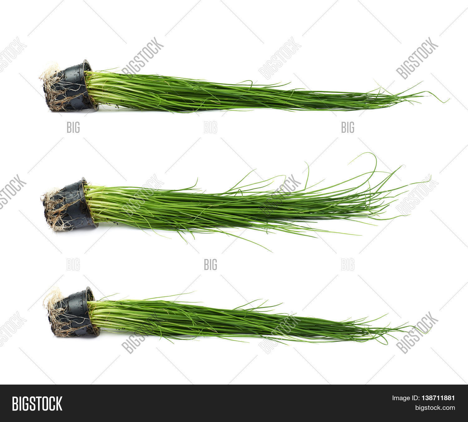 Green Onion Scallions Image & Photo (Free Trial) | Bigstock