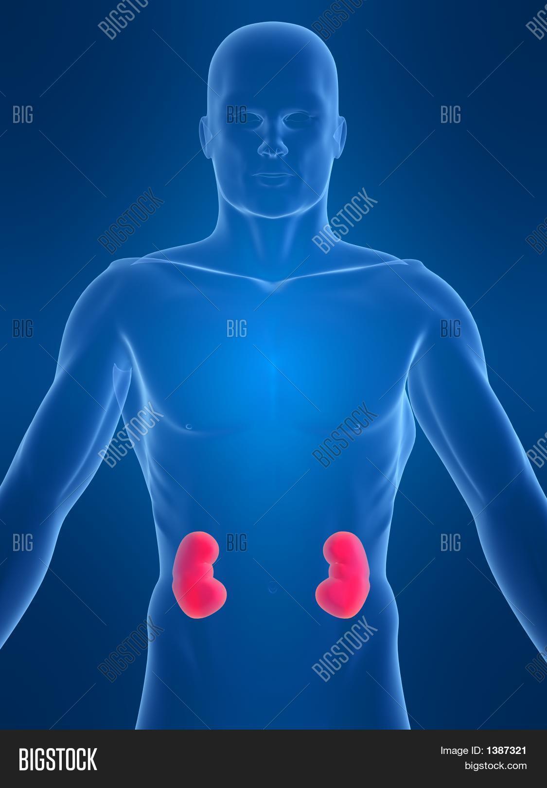 Human Kidney Image & Photo (Free Trial) | Bigstock