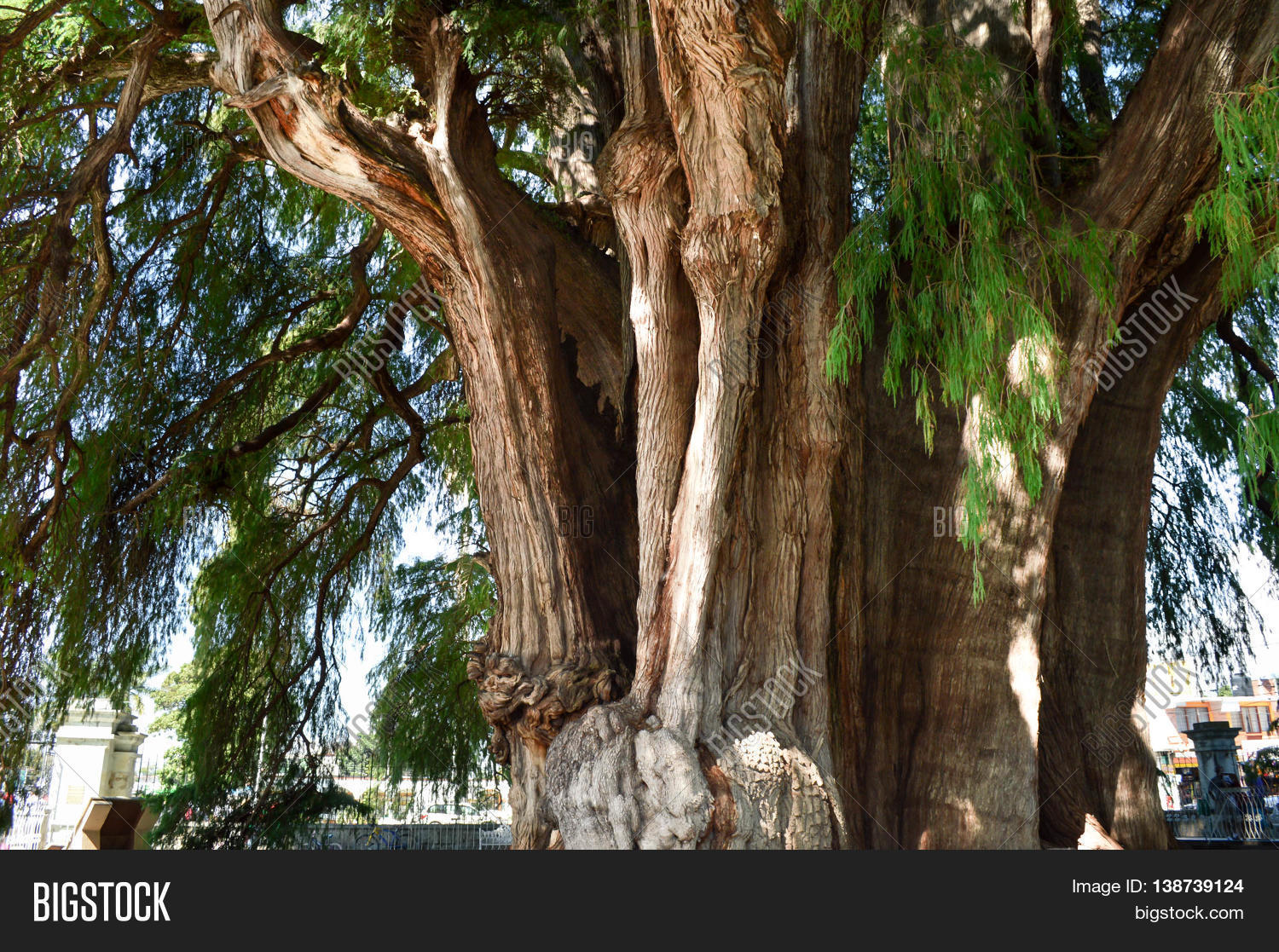 Arbol El Tule - One Image & Photo (Free Trial) | Bigstock