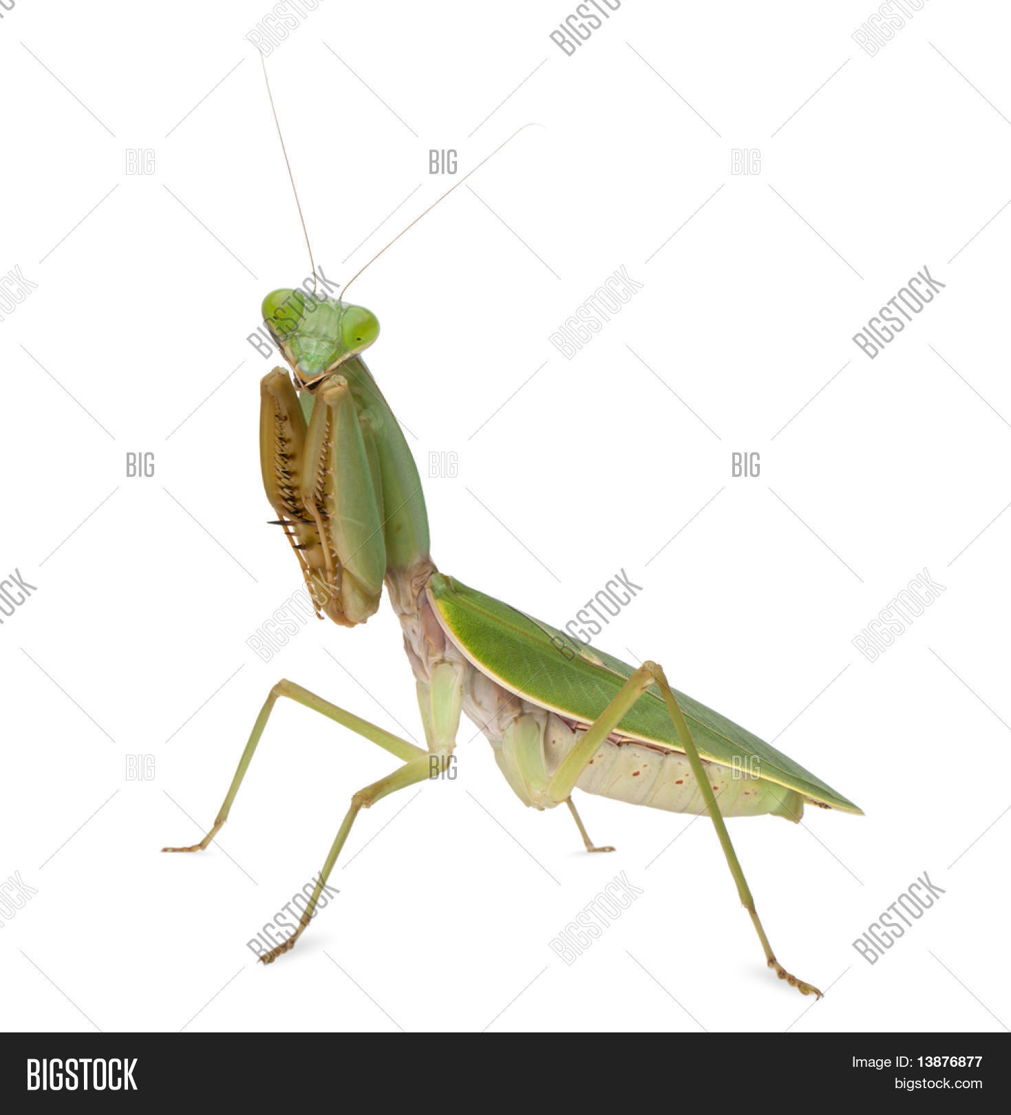 Female Praying Mantis Image & Photo (Free Trial) | Bigstock