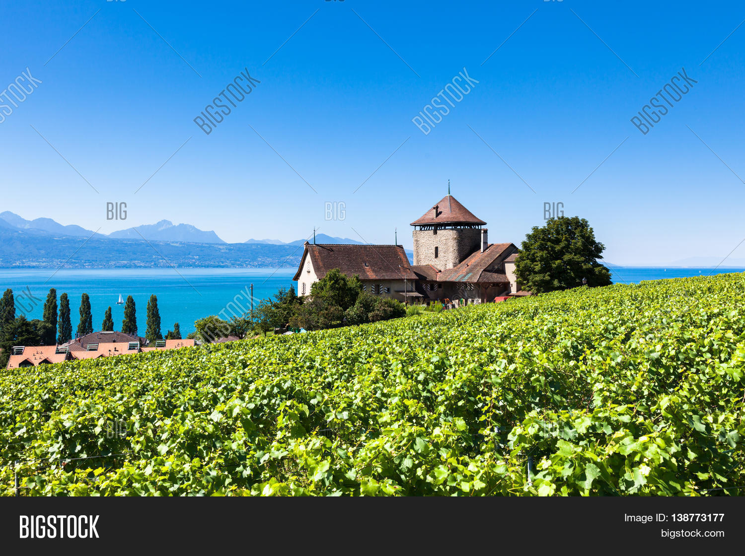Vineyards Lavaux Image & Photo (Free Trial) | Bigstock