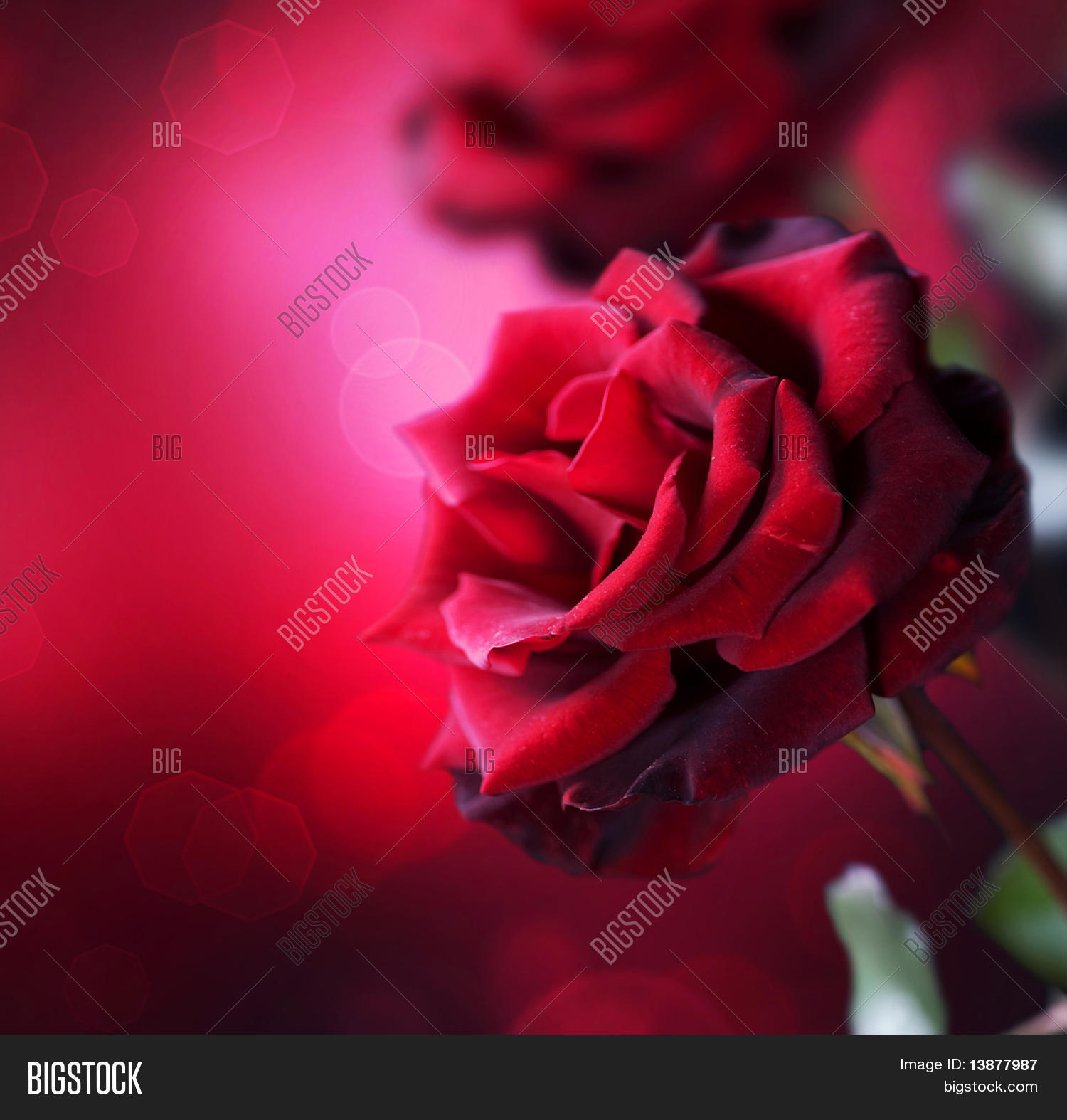 Red Roses Design Image & Photo (Free Trial) | Bigstock