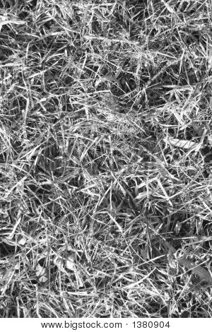 Grass Texture Image & Photo (Free Trial) | Bigstock