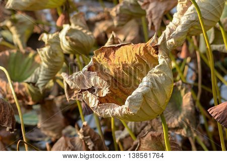 Close Faded Weathered Image & Photo (Free Trial) | Bigstock