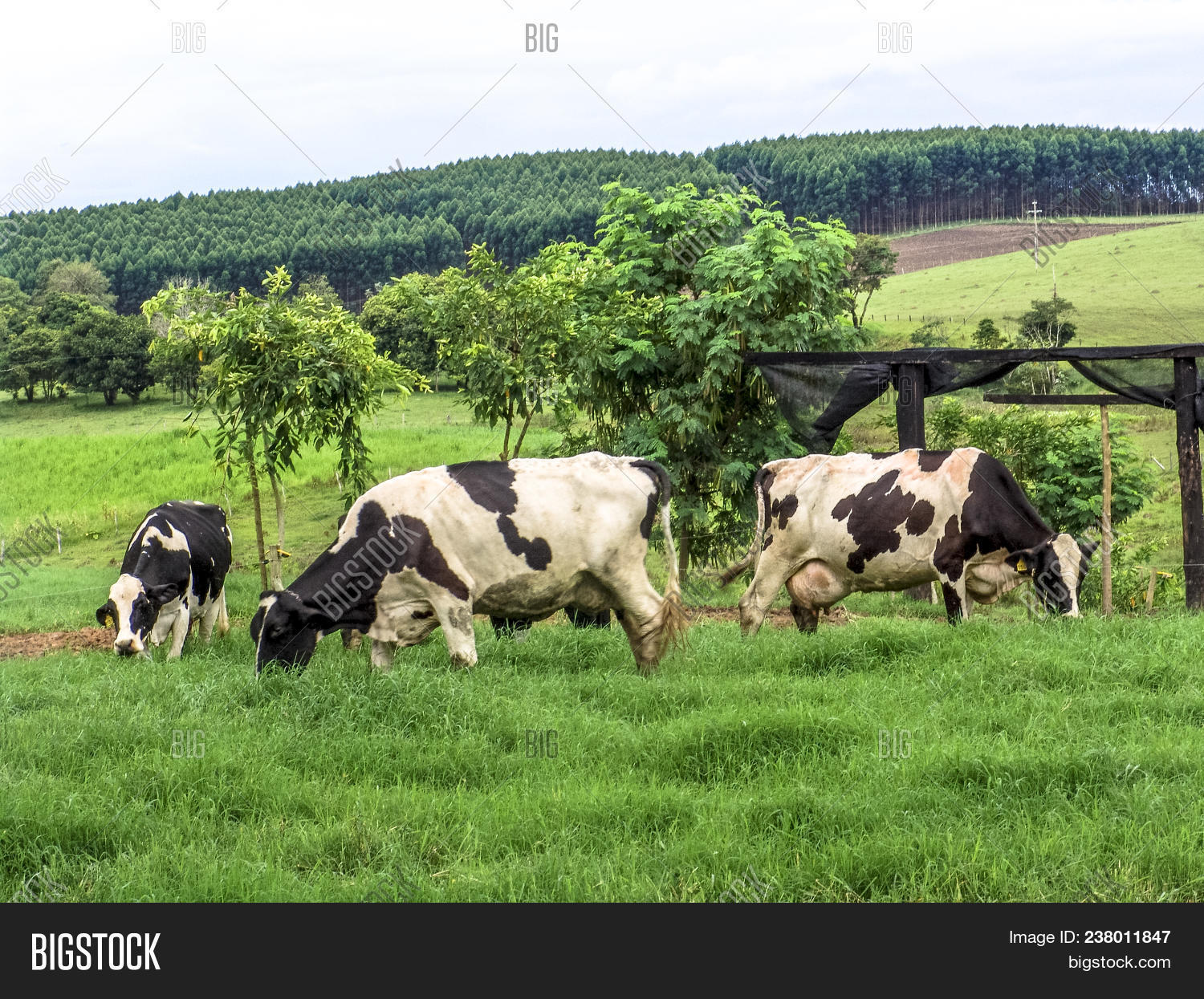 Dairy Cows Beautiful Image & Photo (Free Trial) | Bigstock