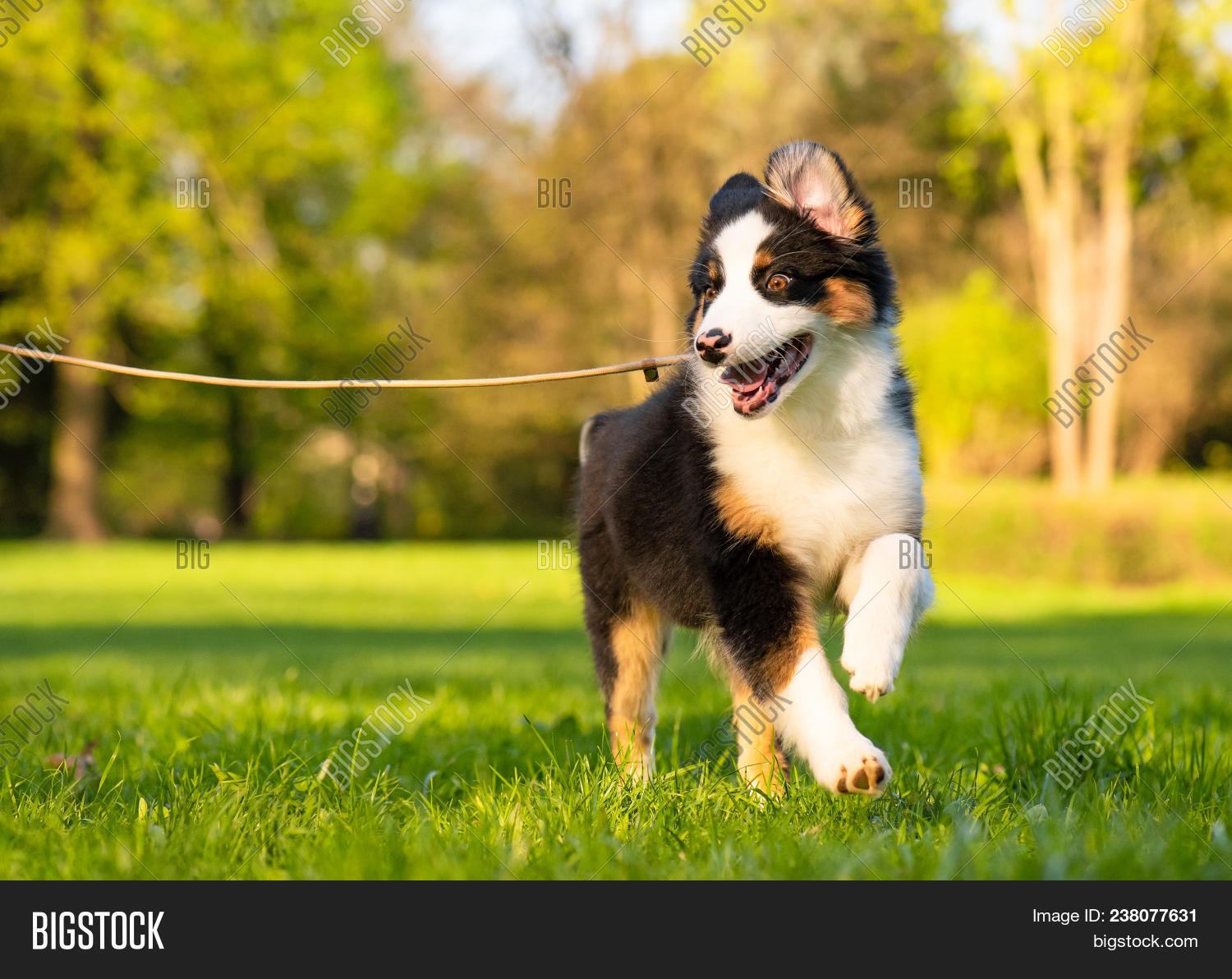 Happy Aussie Dog Runs Image & Photo (Free Trial) | Bigstock
