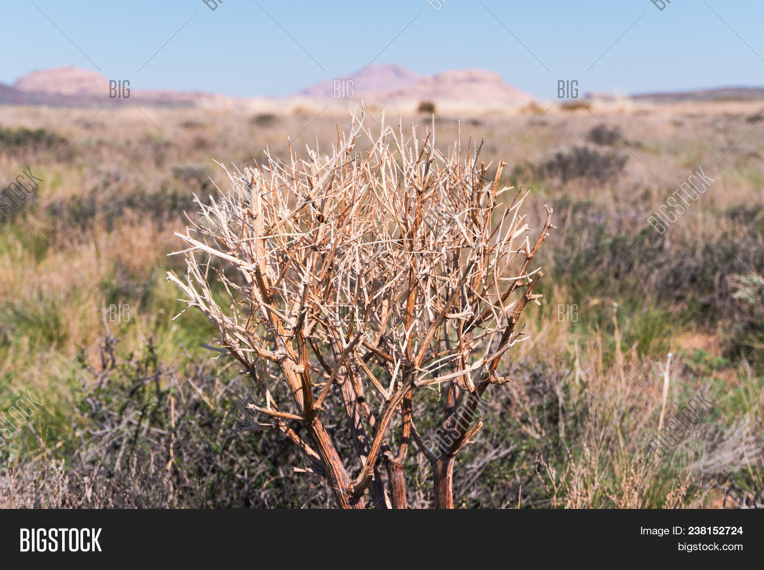 Haloxylon. Saxaul Tree Image & Photo (Free Trial) | Bigstock