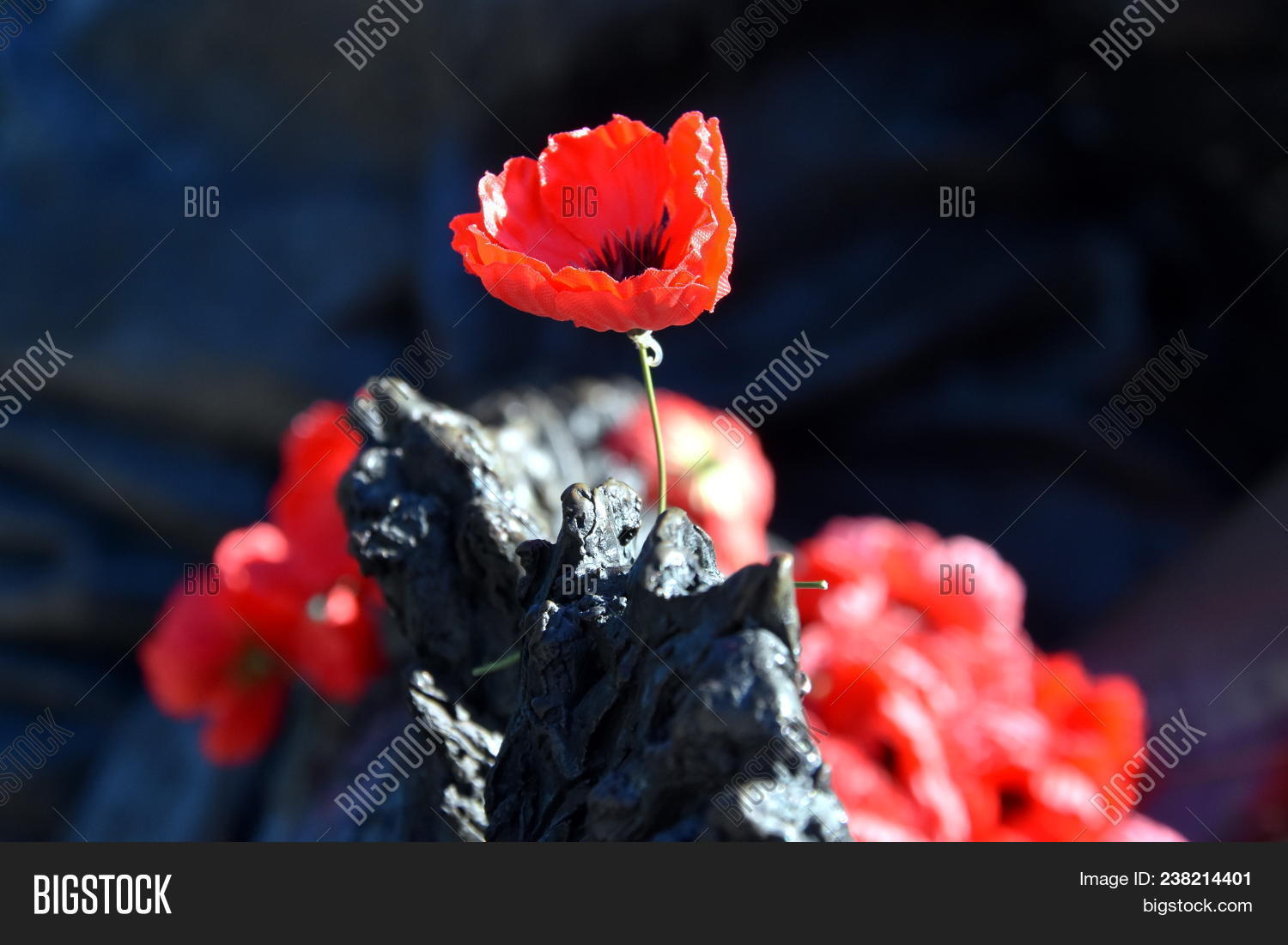 Poppies On Rock Image & Photo (Free Trial) | Bigstock