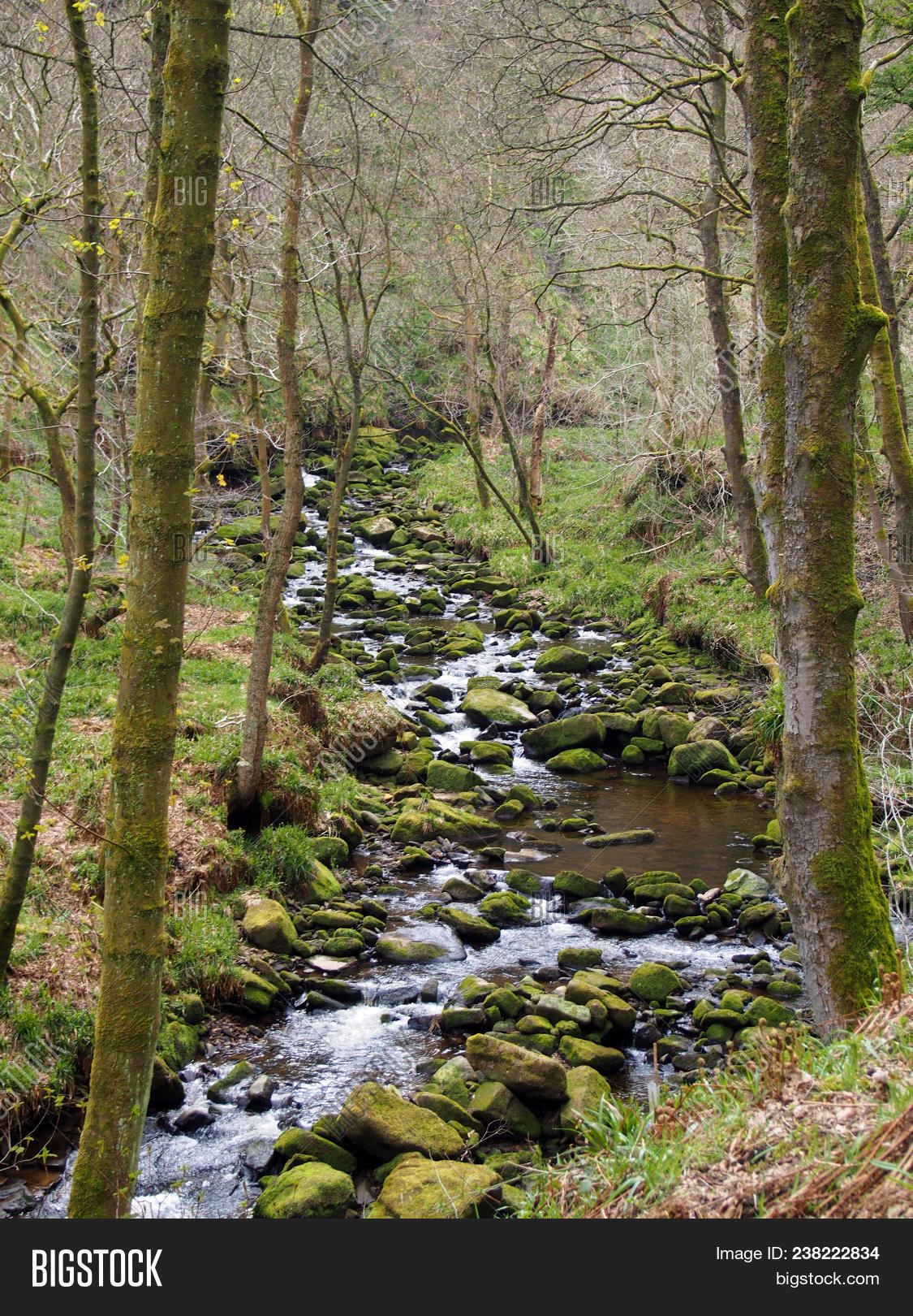 Hillside Stream Image & Photo (Free Trial) | Bigstock
