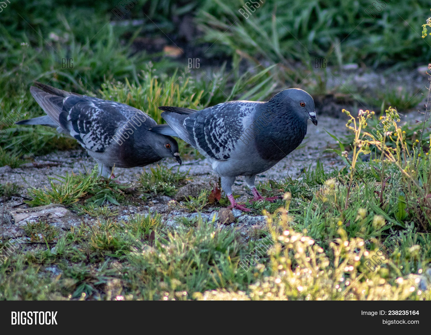 Close European Pigeons Image & Photo (Free Trial) | Bigstock