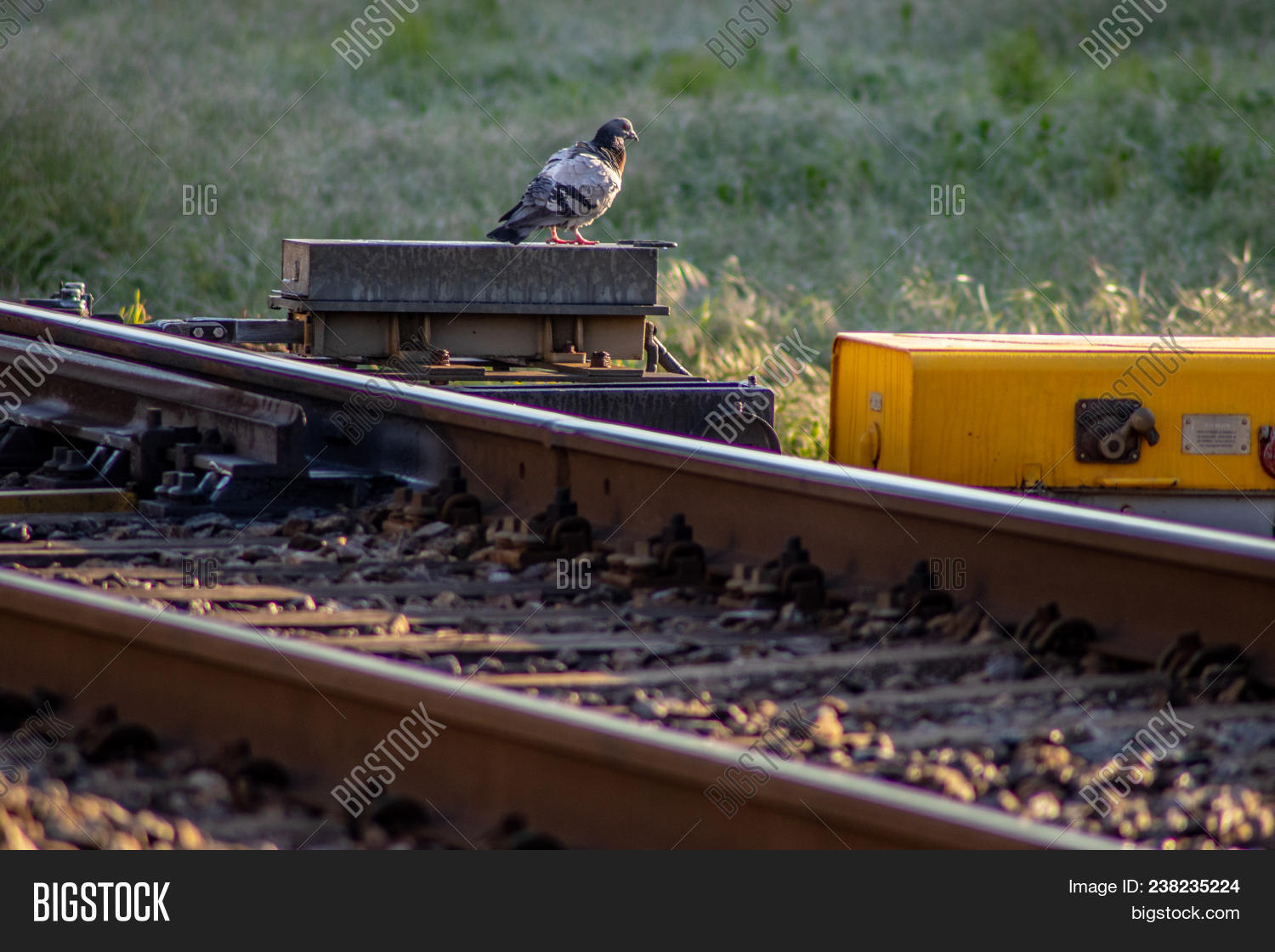 European Pigeon Train Image & Photo (Free Trial) | Bigstock
