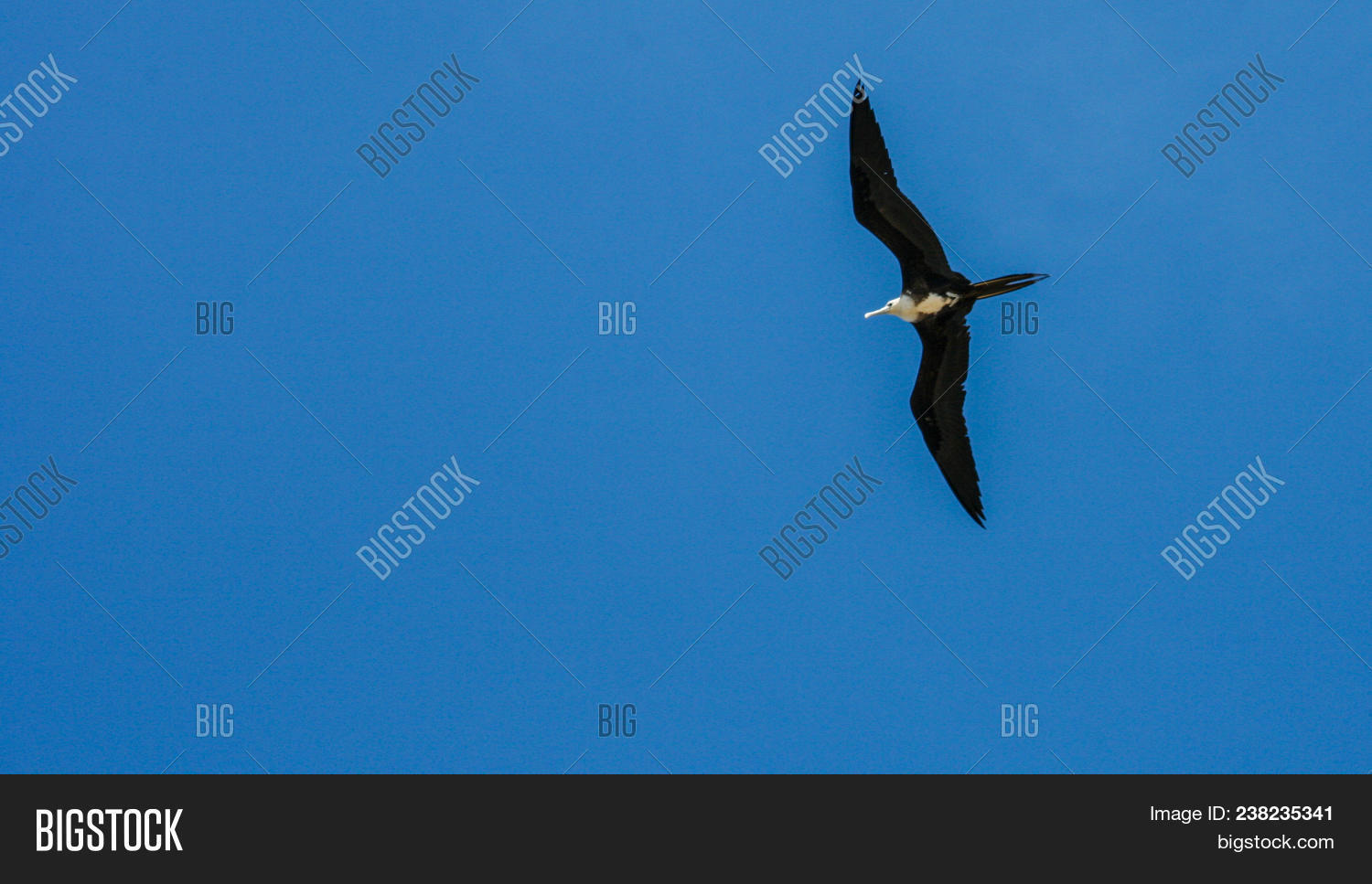 Bird Flying Clear Blue Image & Photo (Free Trial) | Bigstock