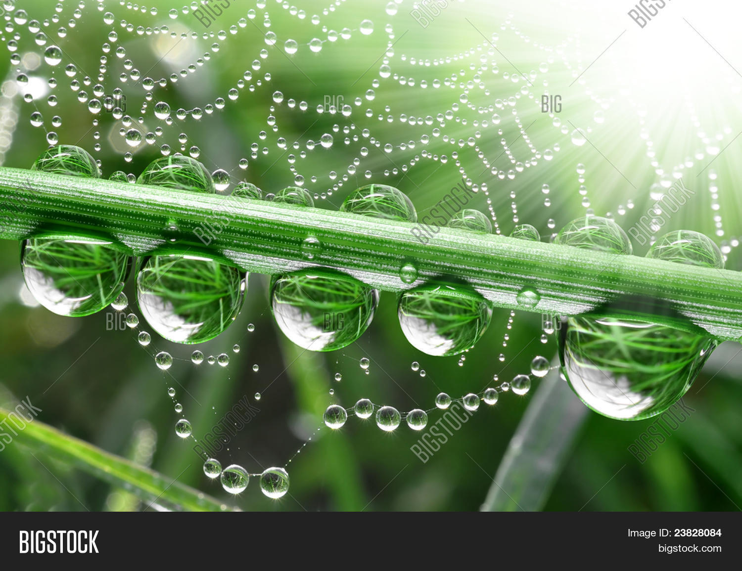 Fresh Grass Dew Drops Image & Photo (Free Trial) | Bigstock